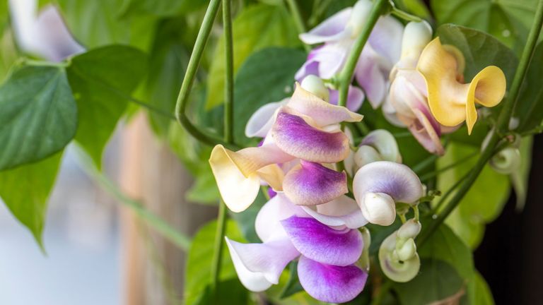 Flowering Vines With An Extended Bloom Season | Gardening Know How