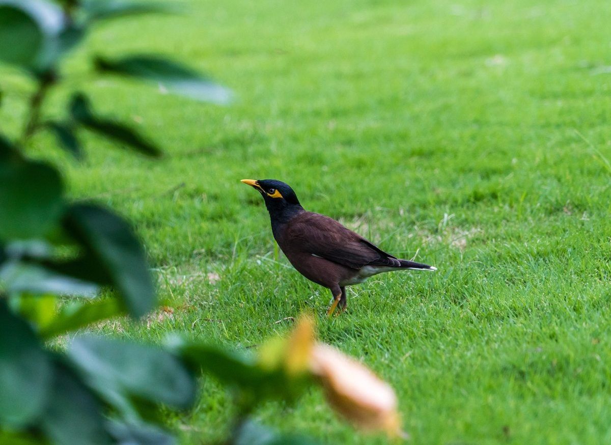 Birds Digging Holes In Lawns What Are Birds Digging For In The Grass Birds Digging Holes In Lawns What Are Birds Digging For In The Grass