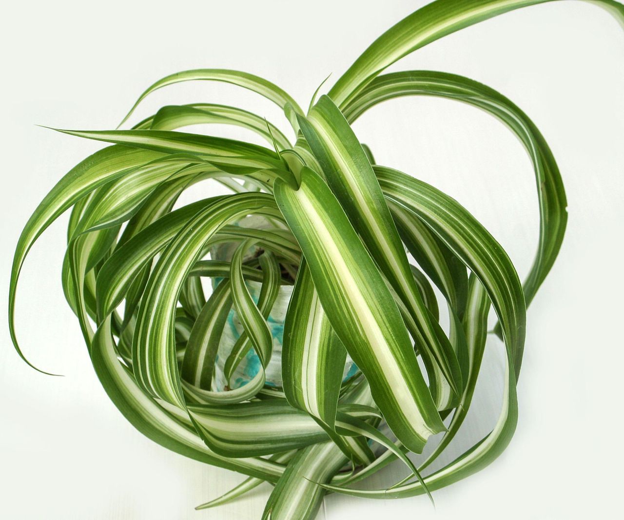 8 different types of spider plants: an expert guide | Homes and Gardens