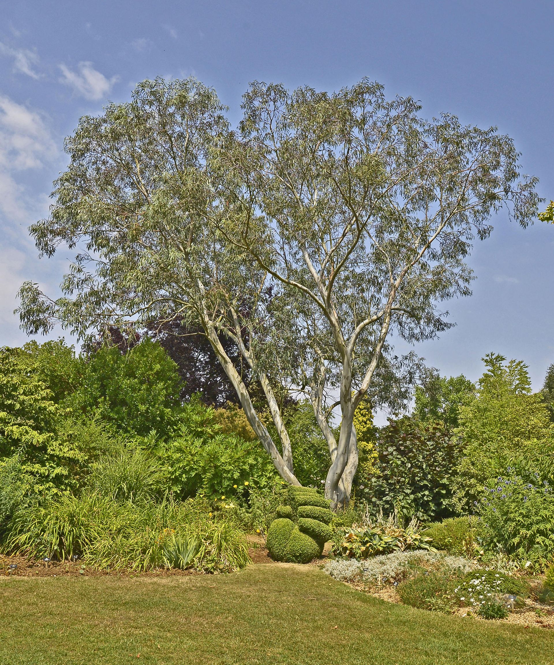 Best trees for water absorption: for wet soil and flooding | Homes and ...