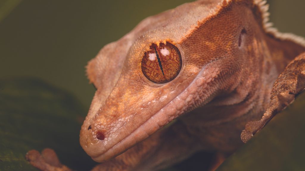 The macro lens should be called a versatile lens, here's why ...
