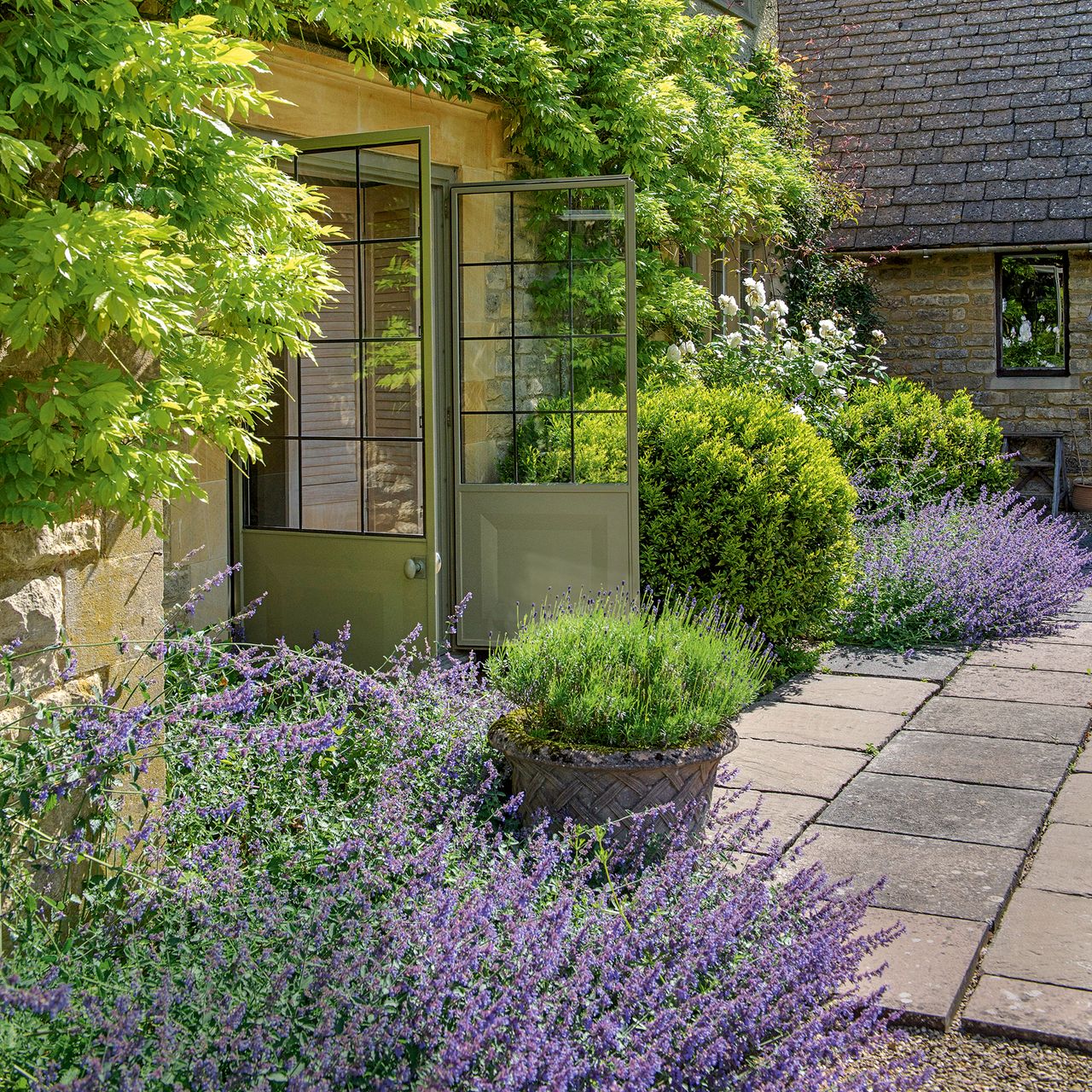 How to grow lavender: beginners guide for pots and borders | Ideal Home