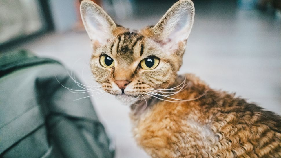 Hypoallergenic cat breeds: The 12 best options for allergy sufferers ...