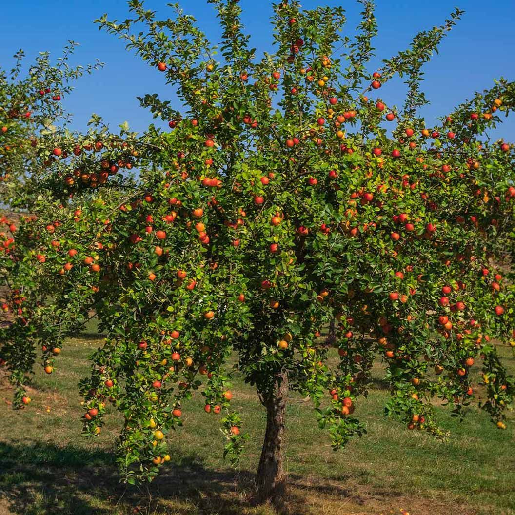 How to grow an apple tree - our guide to enjoying success | Homes and ...