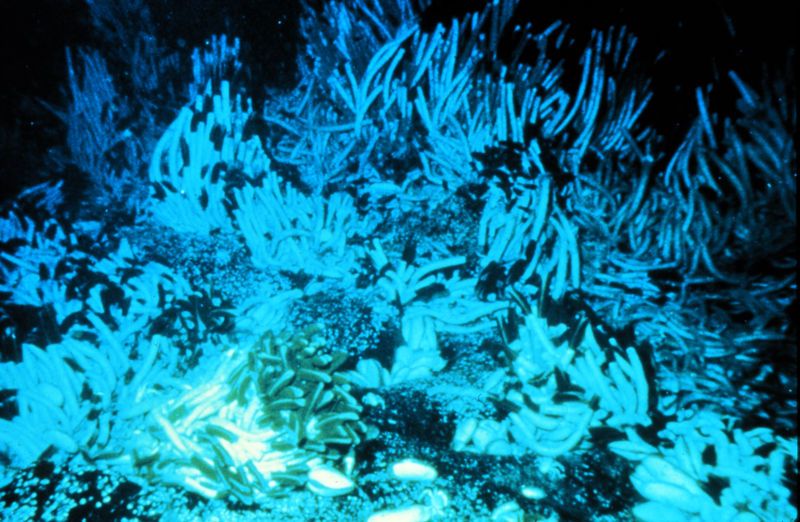 Ocean Art: Paintings of Amazing Sea Creatures | Live Science