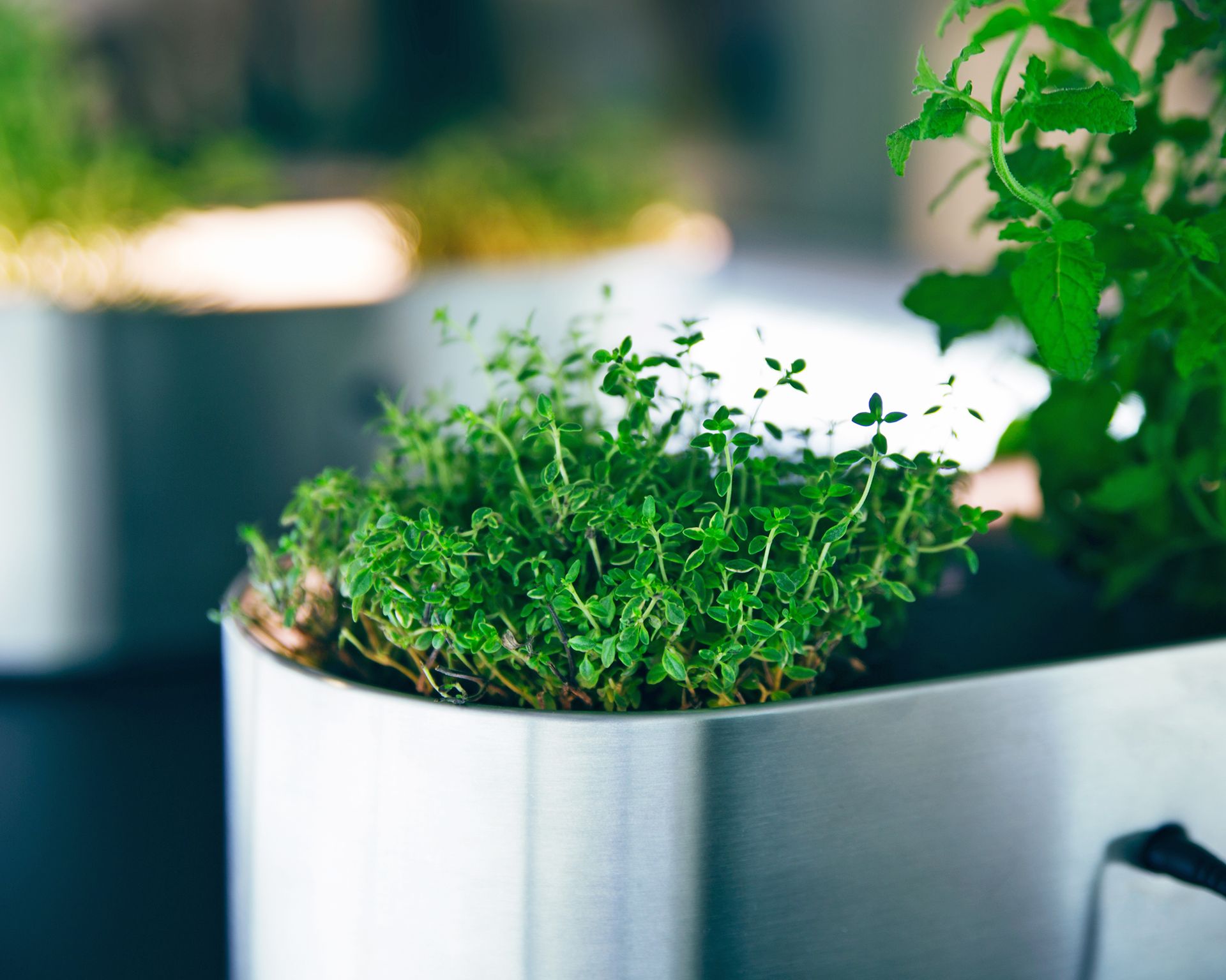 Whether you opt for a smart grow kit or a few pots, a countertop herb ...