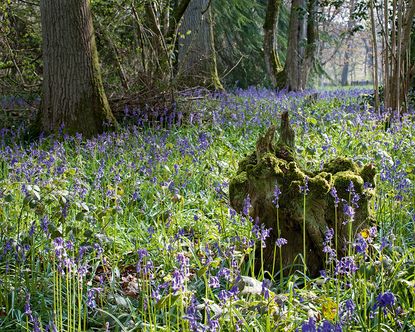 How to grow bluebells | Homes and Gardens