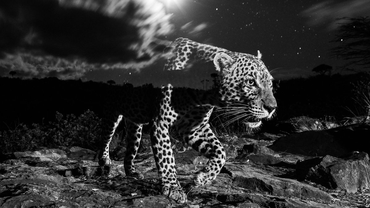 Photographer tells story of capturing shy ‘spotty’ leopard | Digital ...