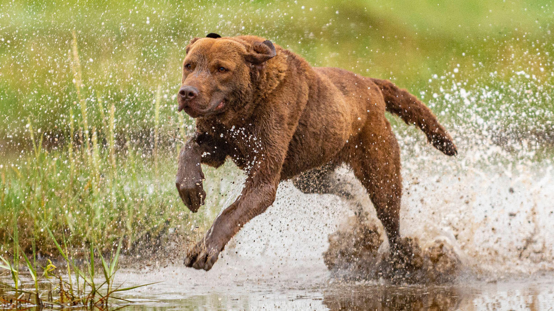 Chesapeake Bay Retriever: Breed profile and information | PetsRadar