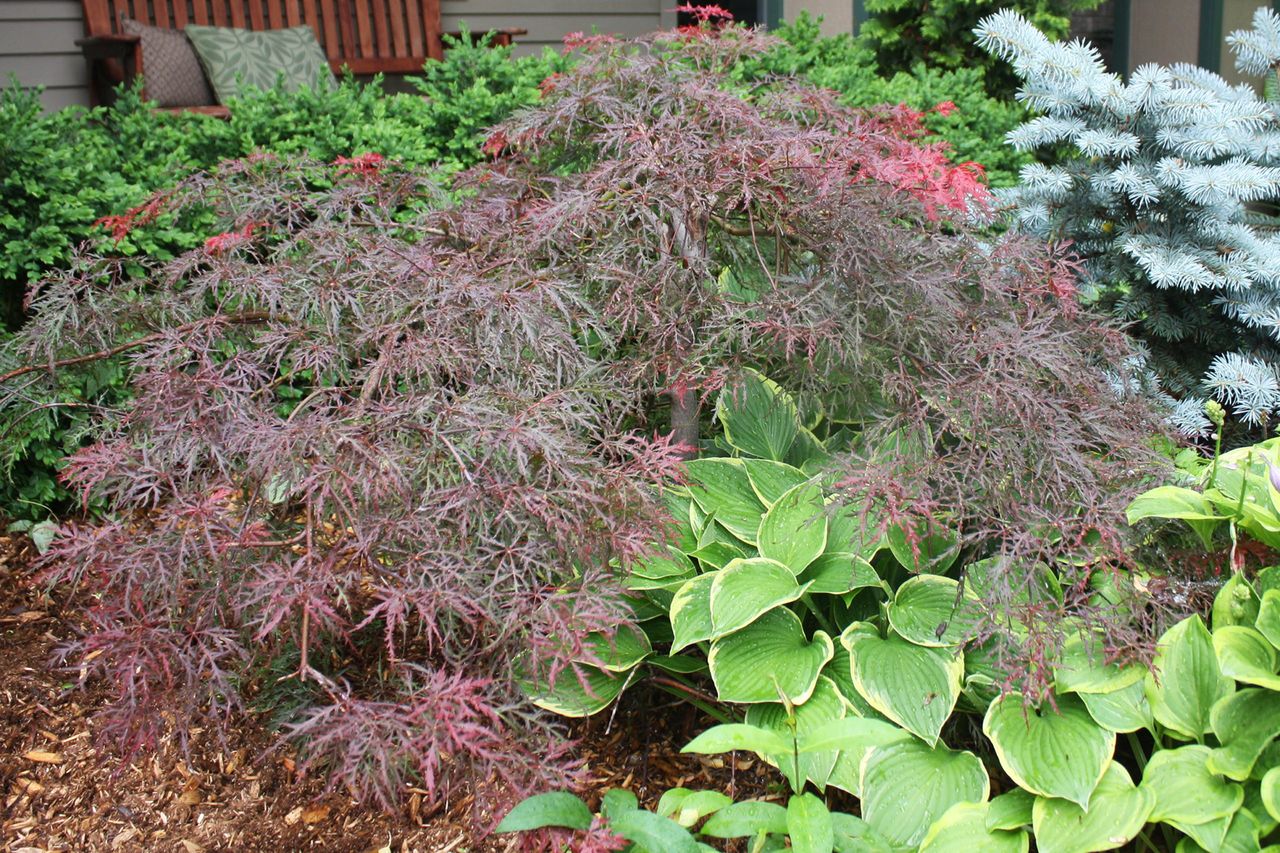 Japanese maple trees: a guide to popular acers | Country