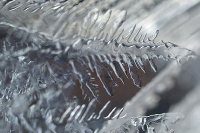 Bizarre Ice-Forming Bacteria's Secrets Revealed | Live Science