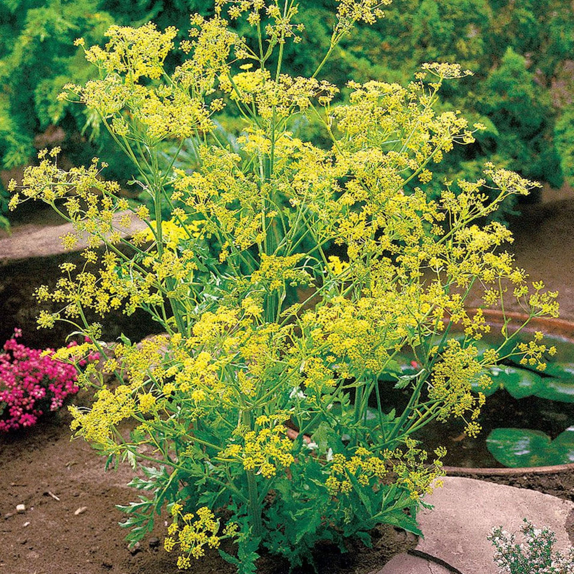 Grow These 5 Fuzzy Leaf Plant Options For Sensory Gardens | Gardening ...