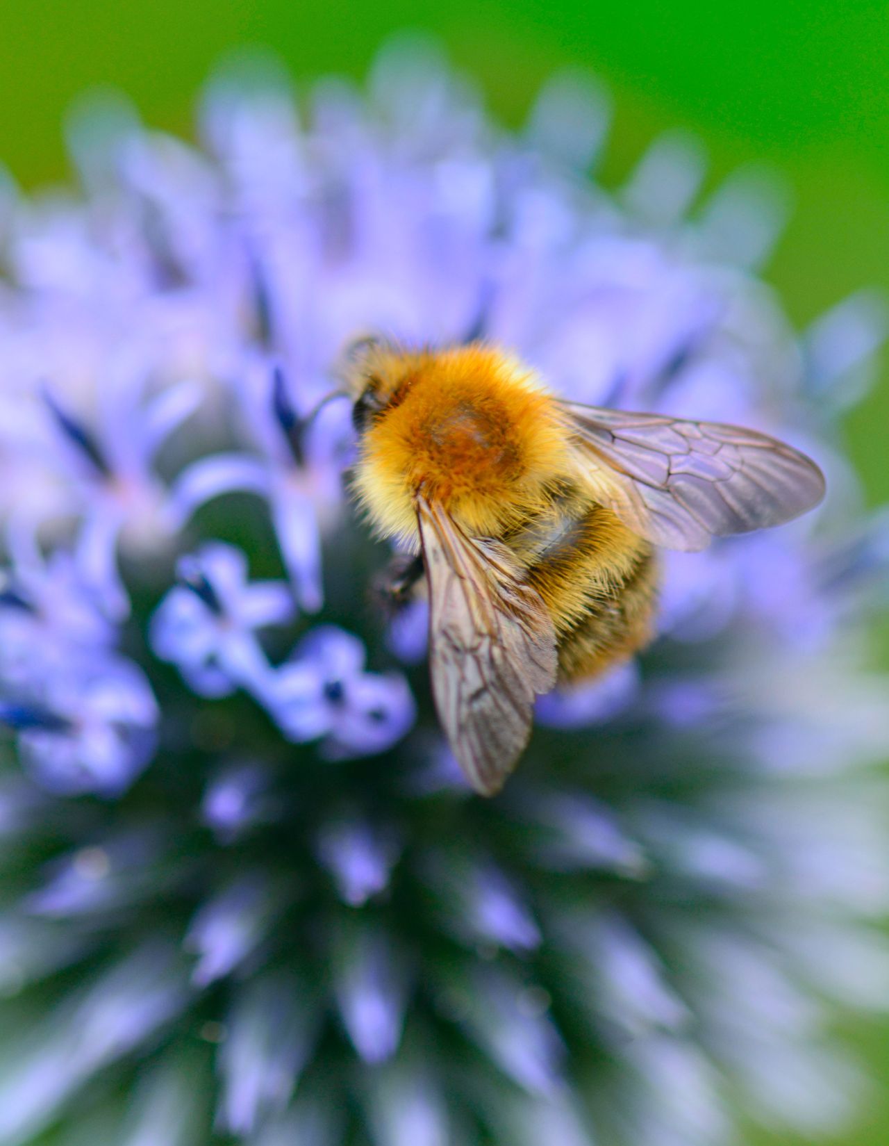 The seven bumblebees you'll see in Britain, and how to identify them ...