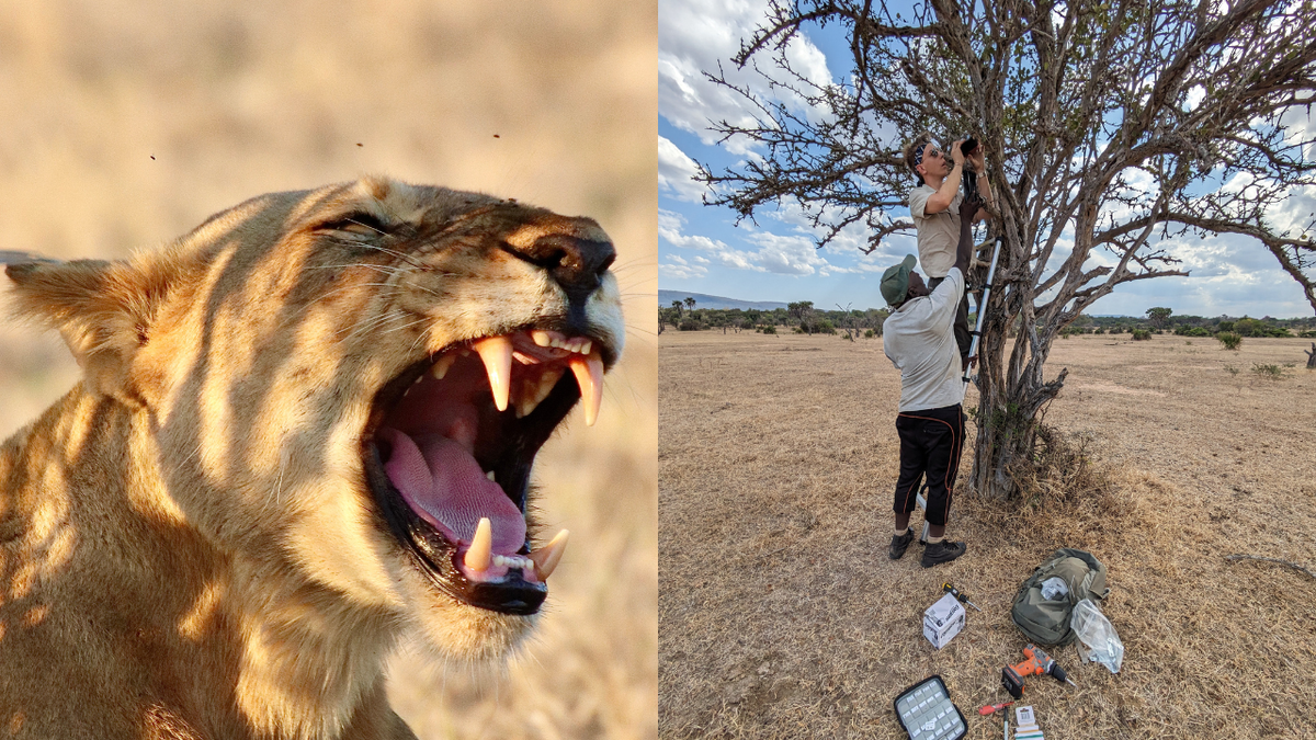 Scientists discover new type of lion roar | Live Science