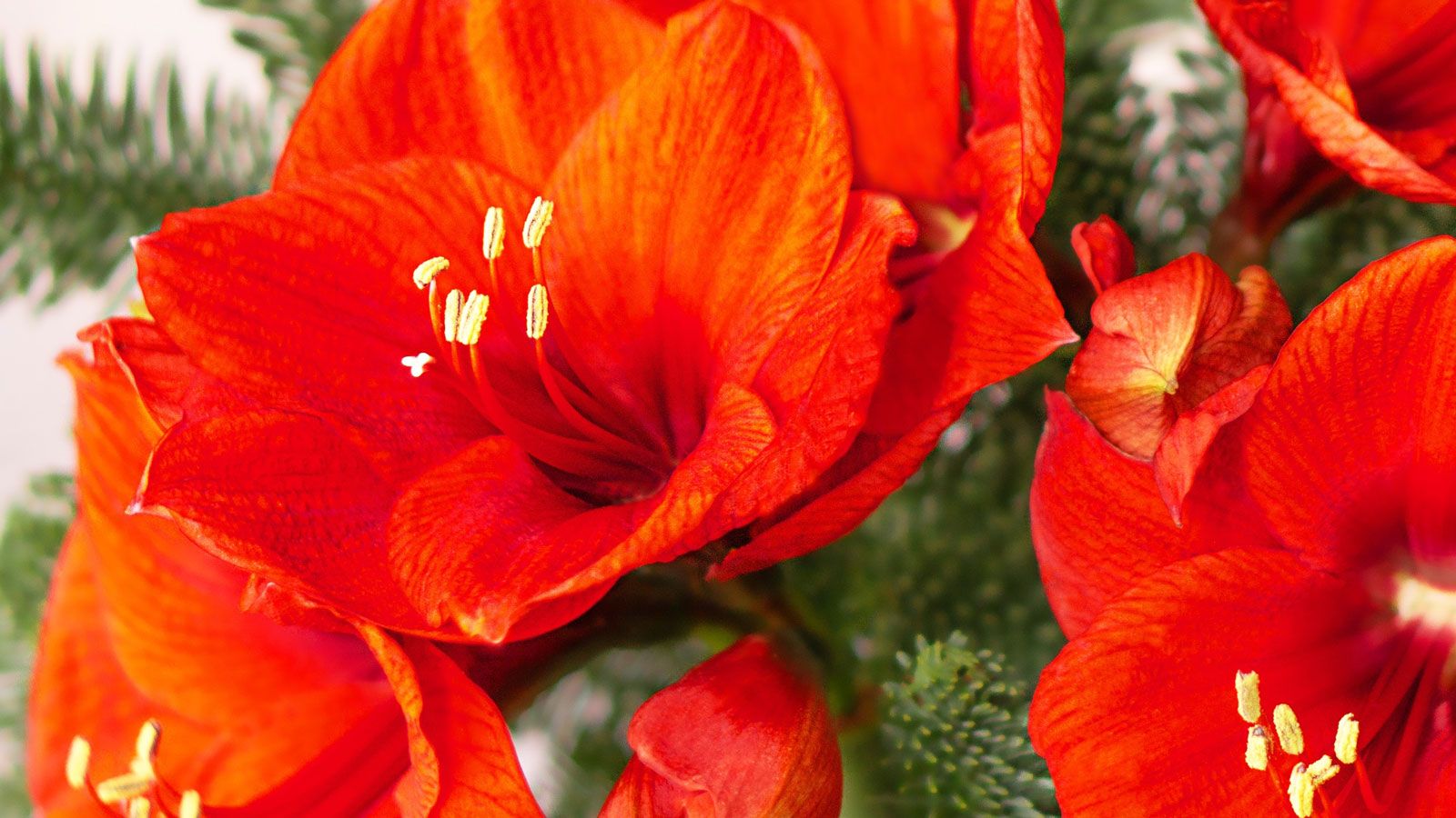 Boost Your Big Winter Blooms With 8 Red Amaryllis Varieties | Gardening ...