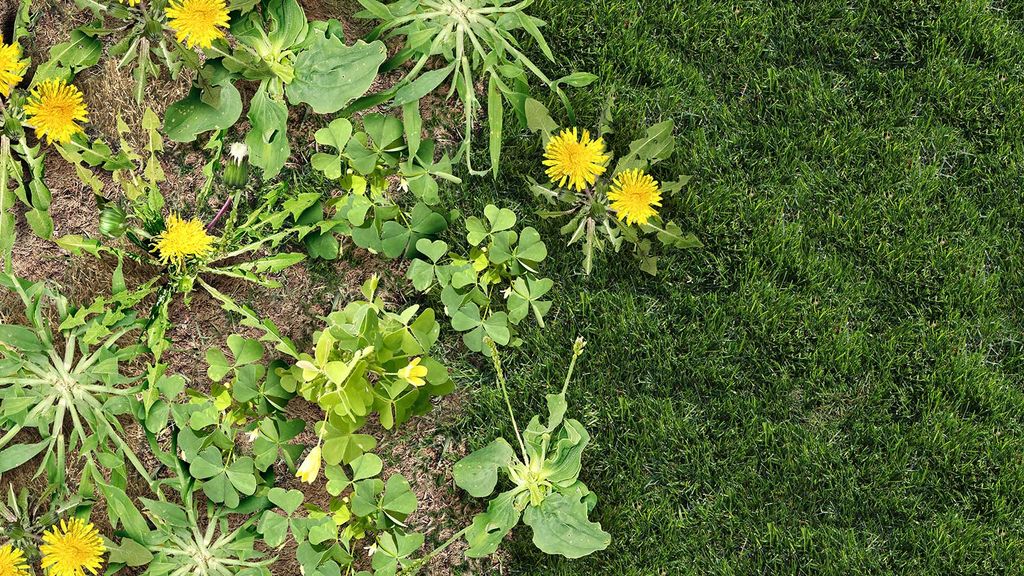 How to mow long grass: 5 steps to cutting an overgrown area | Homes and ...