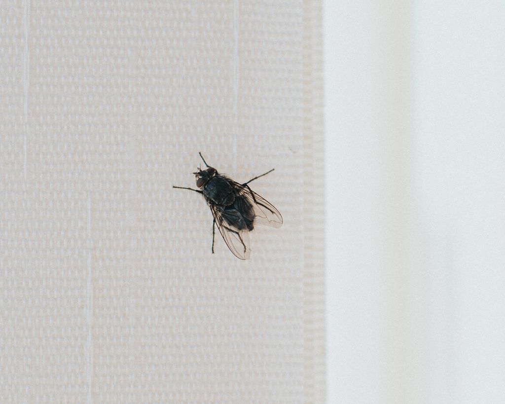 How to identify bugs in your home — 15 most common | Real Homes