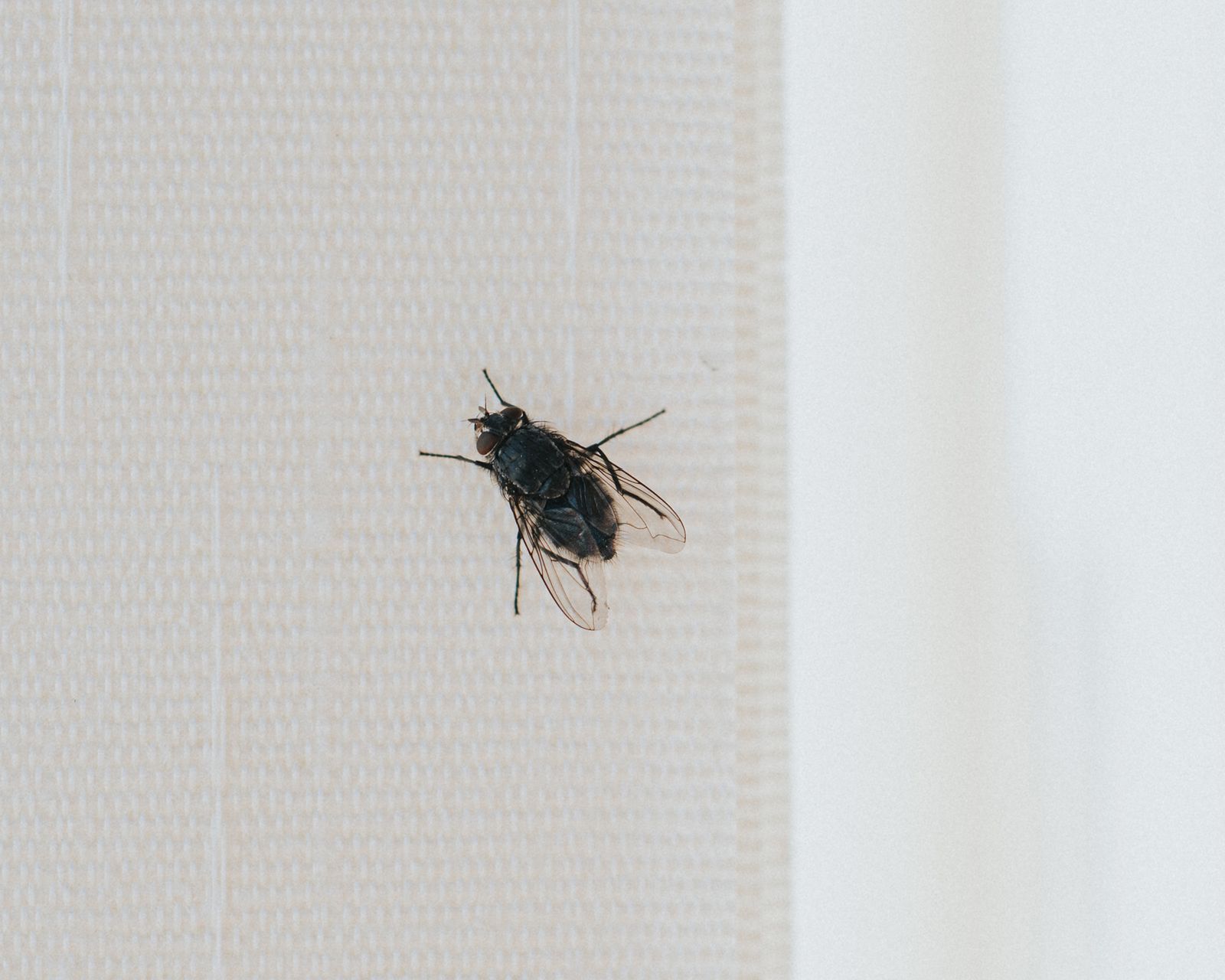 How to identify bugs in your home — 15 most common | Real Homes