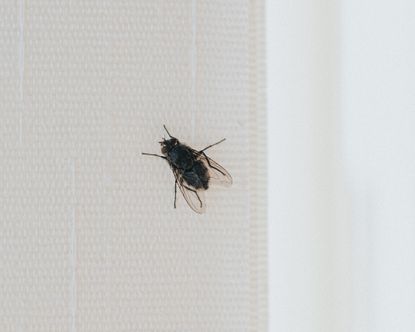 How to identify bugs in your home — 15 most common | Real Homes