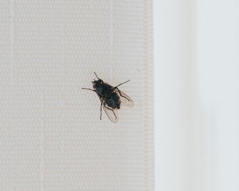 How to identify bugs in your home — 15 most common | Real Homes