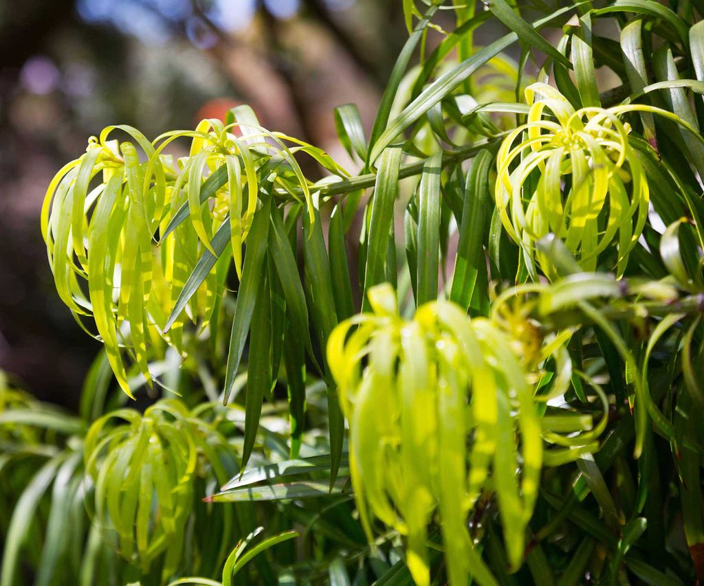 Podocarpus care and growing guide: top tips for these trees | Homes and ...