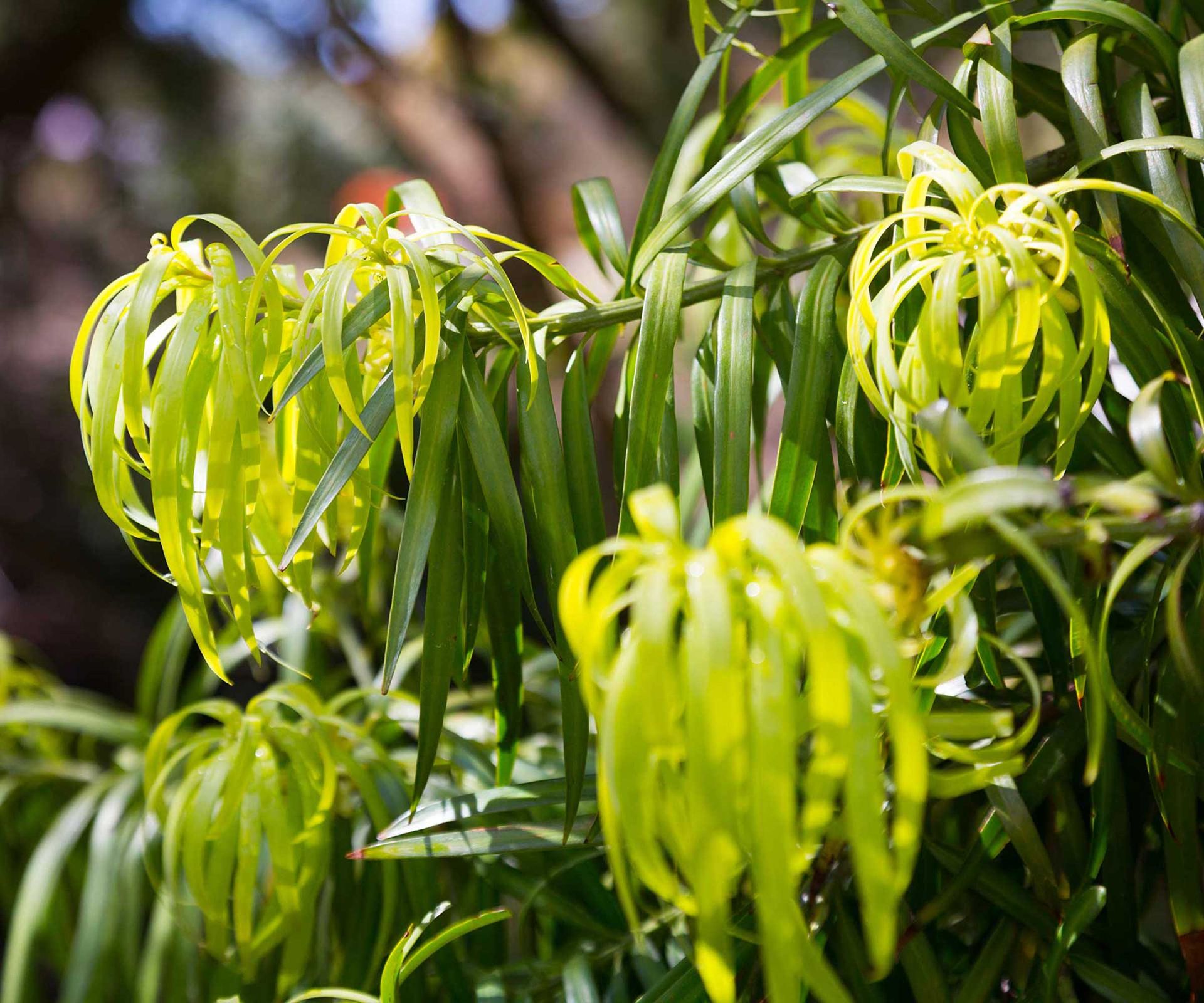 Podocarpus care and growing guide: top tips for these trees | Homes and ...