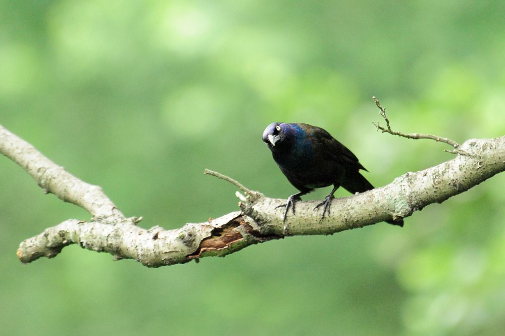 Stunning Songbirds Return for Spring | Live Science