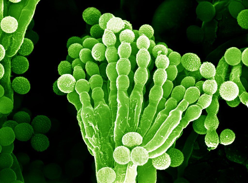 Spores in Space: Mold Can Withstand Radiation Doses That Would Kill a ...