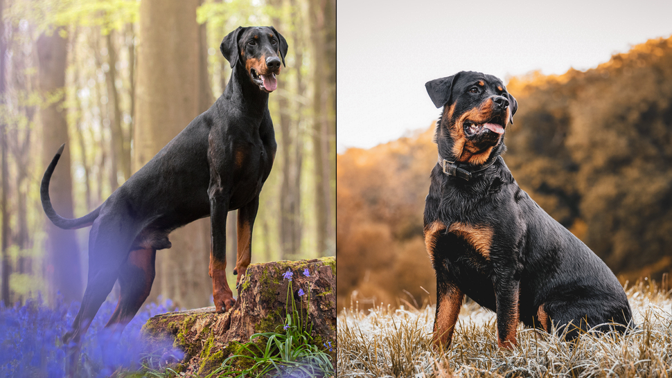 Doberman vs rottweiler: Do dobermans get along with rottweilers ...