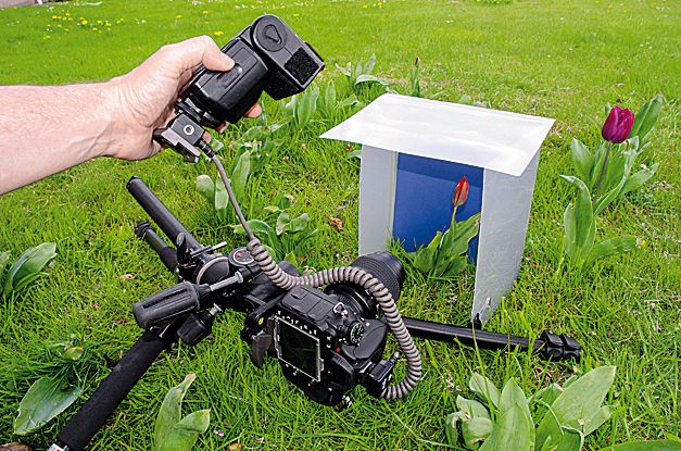 Home photography ideas: Capture flower photos outside with a DIY studio ...