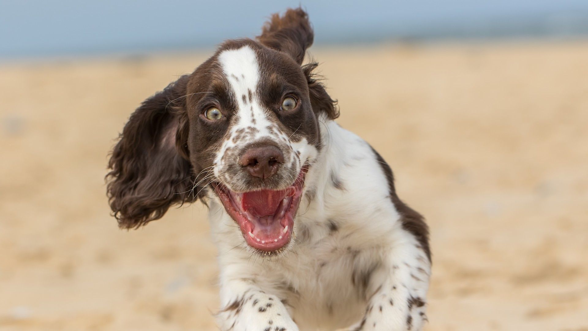 How to calm down a hyper dog | PetsRadar