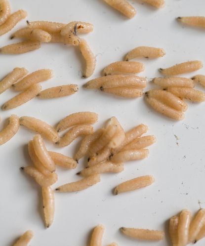 How to get rid of maggots in the house – 5 simple steps | Homes and Gardens