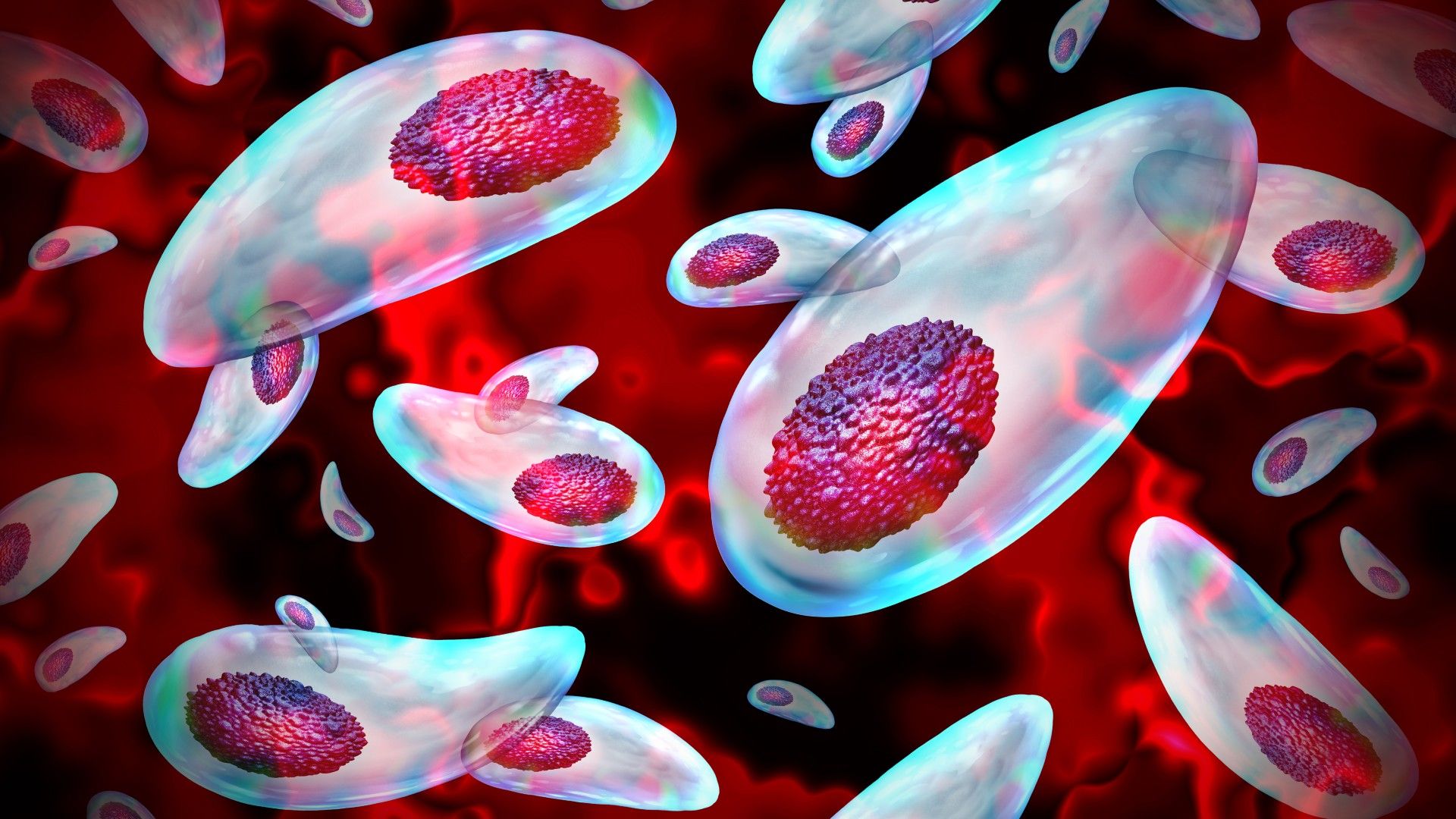 Infection with cat parasite Toxoplasma may drive 'inflammation aging ...
