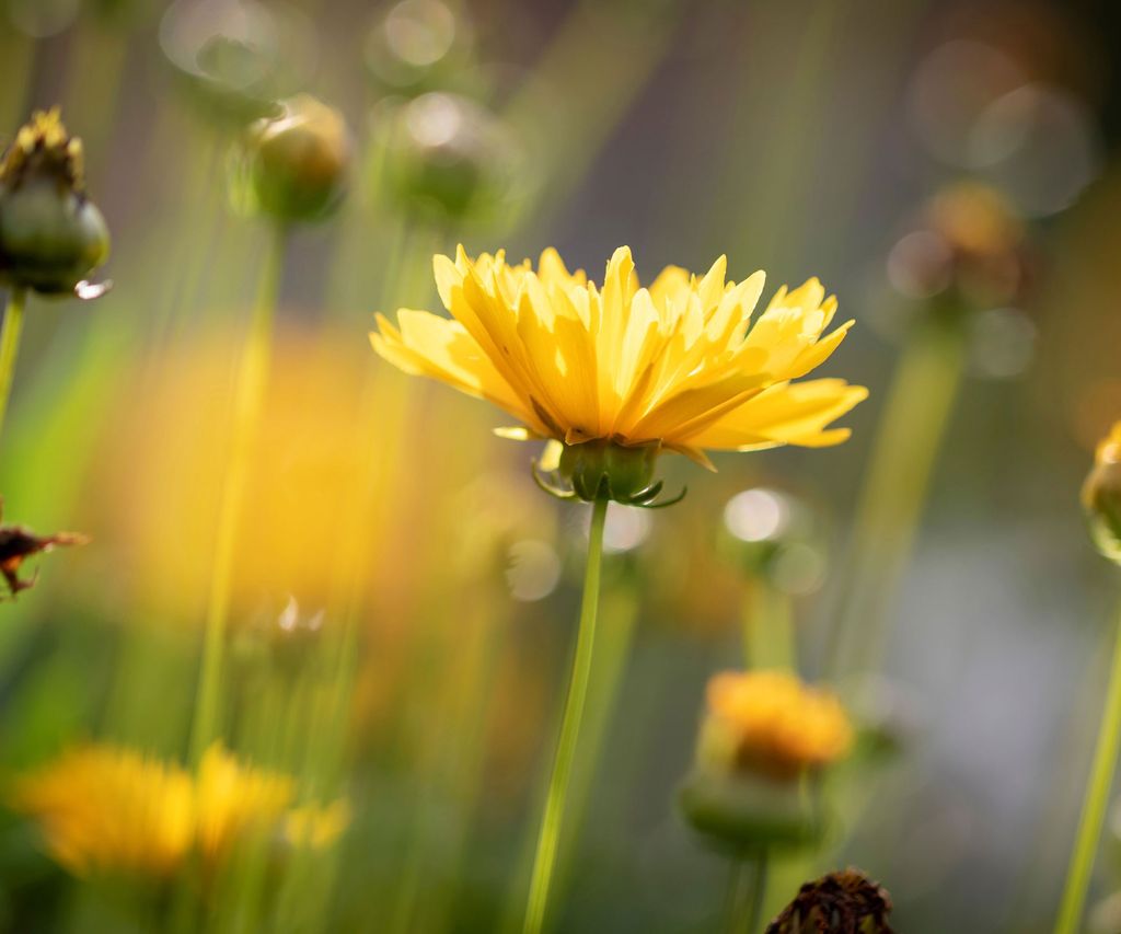 How to plant a prairie garden: expert tips to get the look | Homes and ...