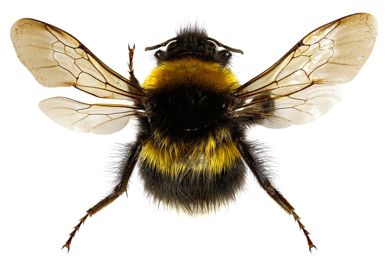 The true meaning of Dumbledore, Chiggypig, Hornywink and Lang lugs, and ...