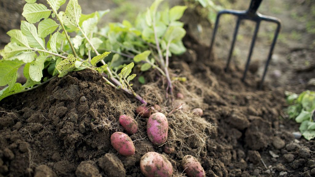 Potatoes evolved from tomatoes and another South American plant 9 ...