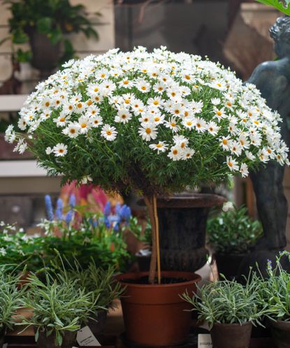 Trending: Daisy flower trees are the latest Instagram craze | Livingetc