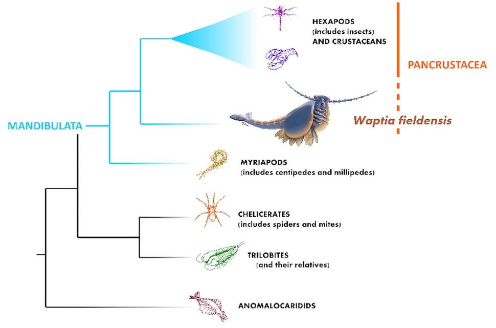 Photos: Ancient Shrimp-Like Critter Was Tiny But Fierce | Live Science