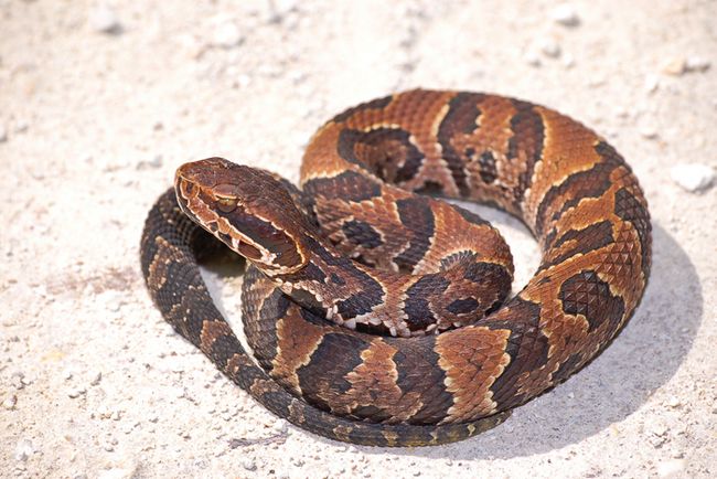 Facts About Water Moccasin (Cottonmouth) Snakes | Live Science