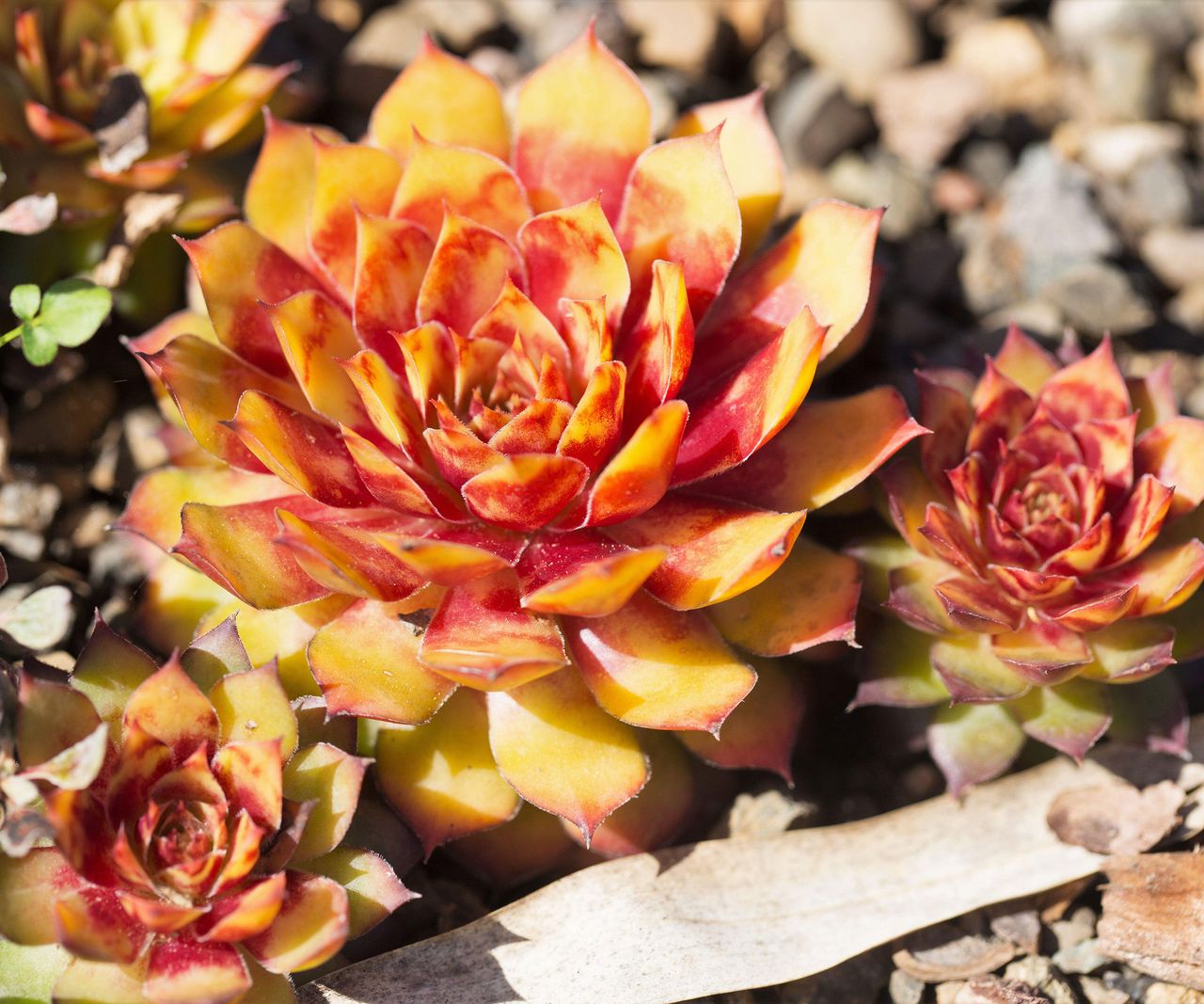 Xeriscaping plants: 10 climate-appropriate planting options | Homes and ...