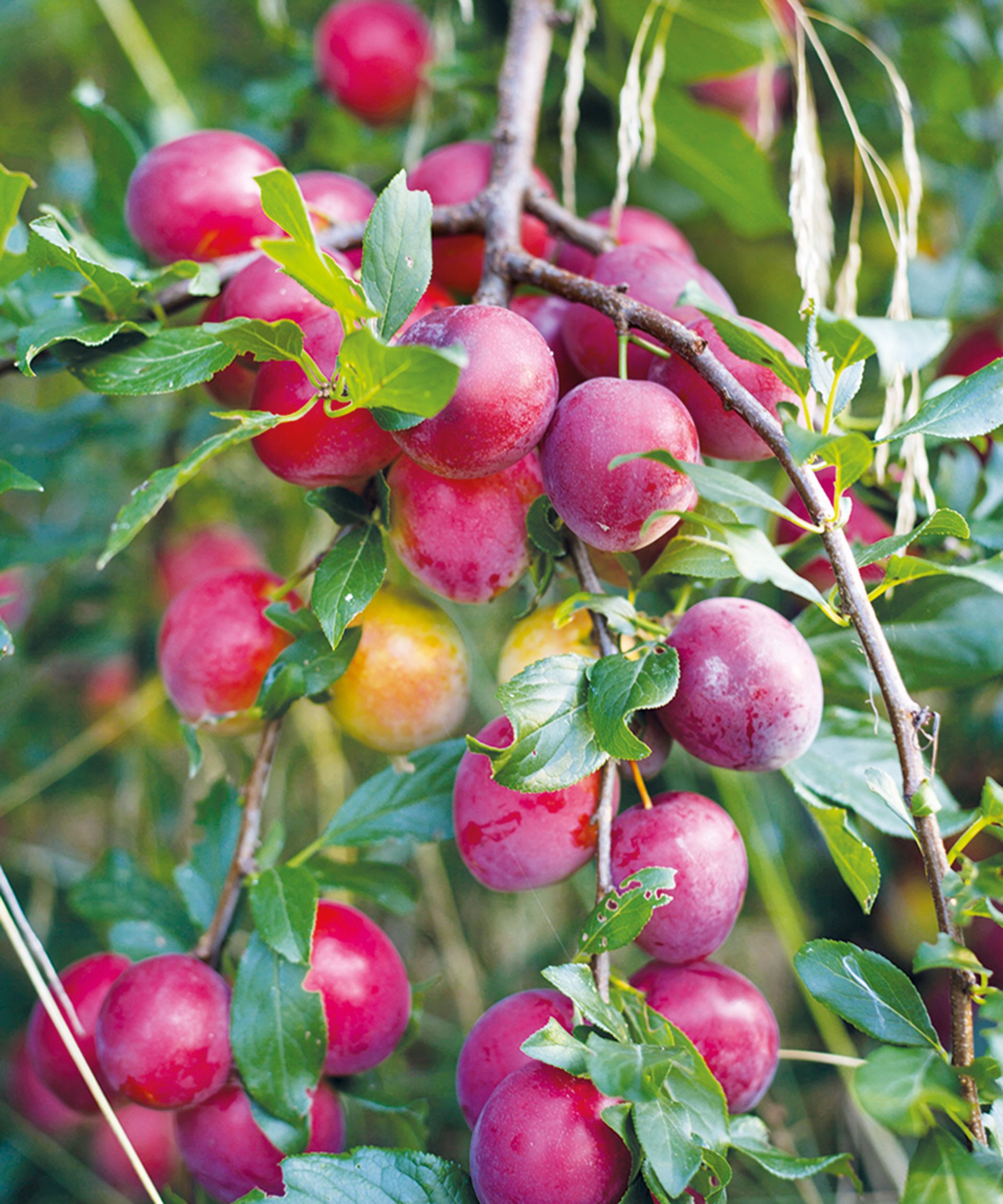 6 Fruit Seeds You Should Save And Plant To Grow A New Tree | Gardening ...