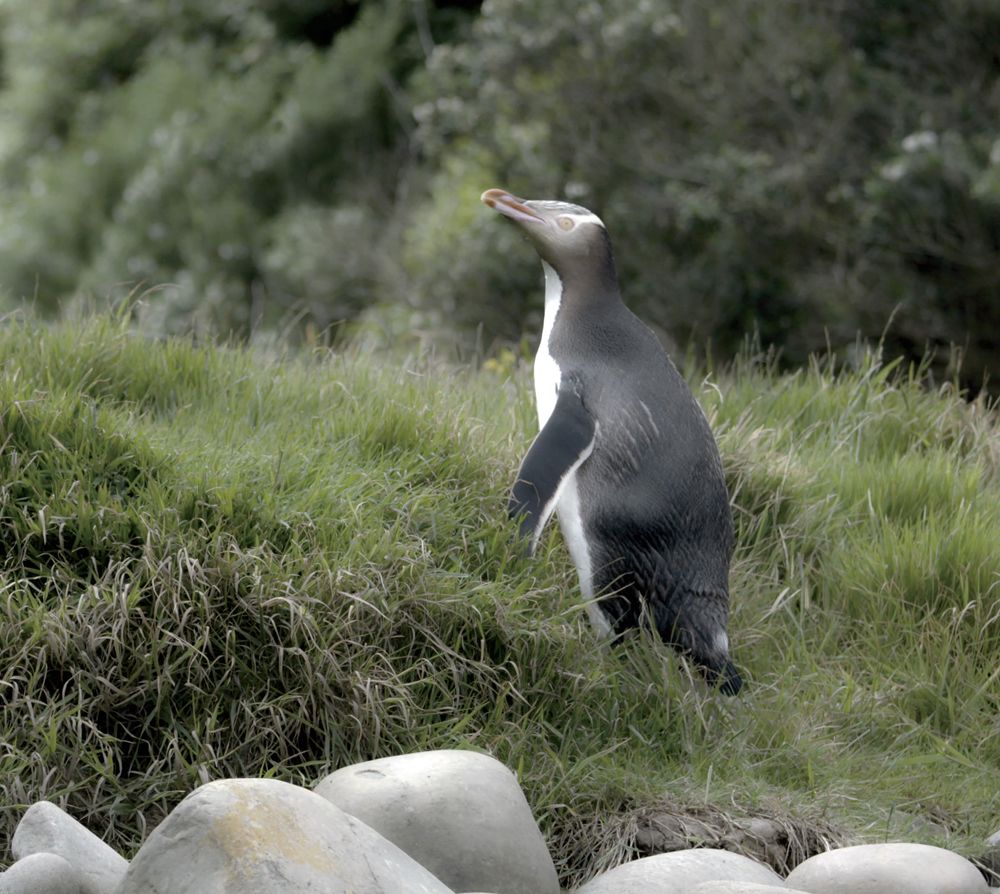 In Photos: The Stunning Sea Life 'Stars' of 'Big Pacific': Page 3 ...