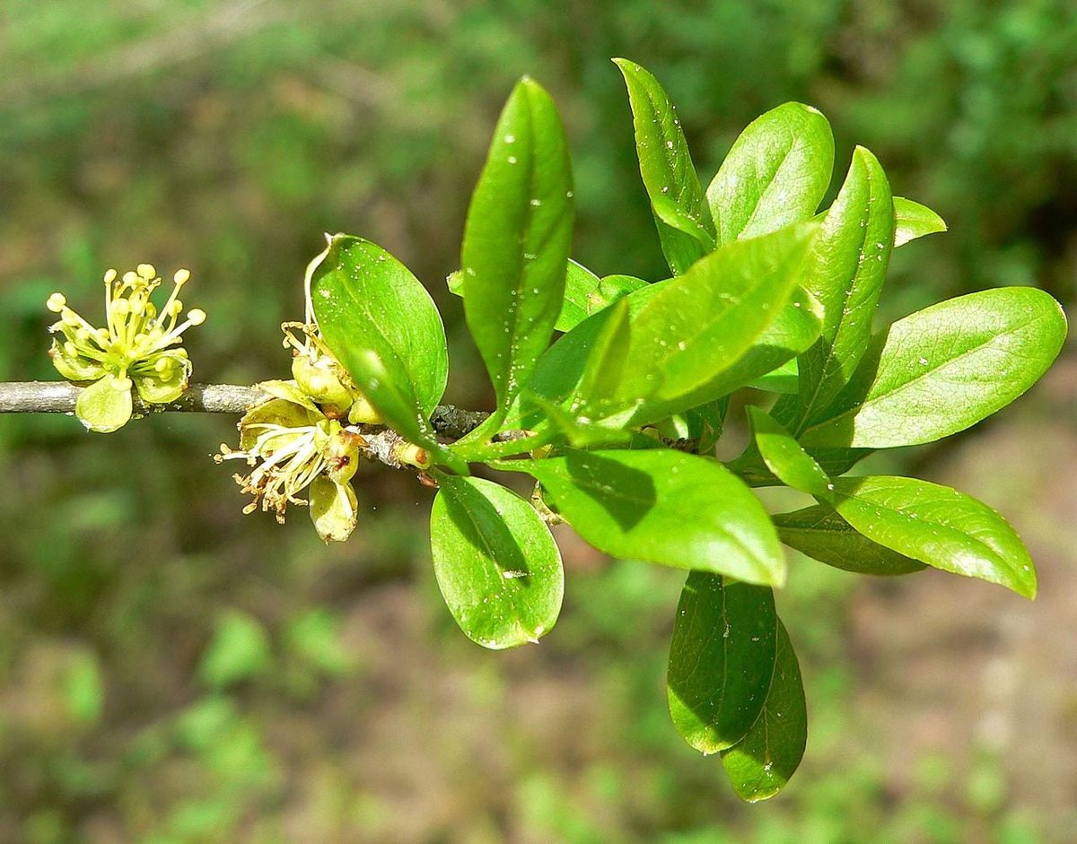 What Is An Elbow Bush Plant: Texas Elbow Bush Facts And Information ...
