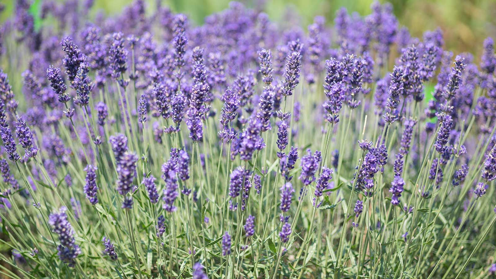 How to harvest lavender seeds for more fragrant shrubs