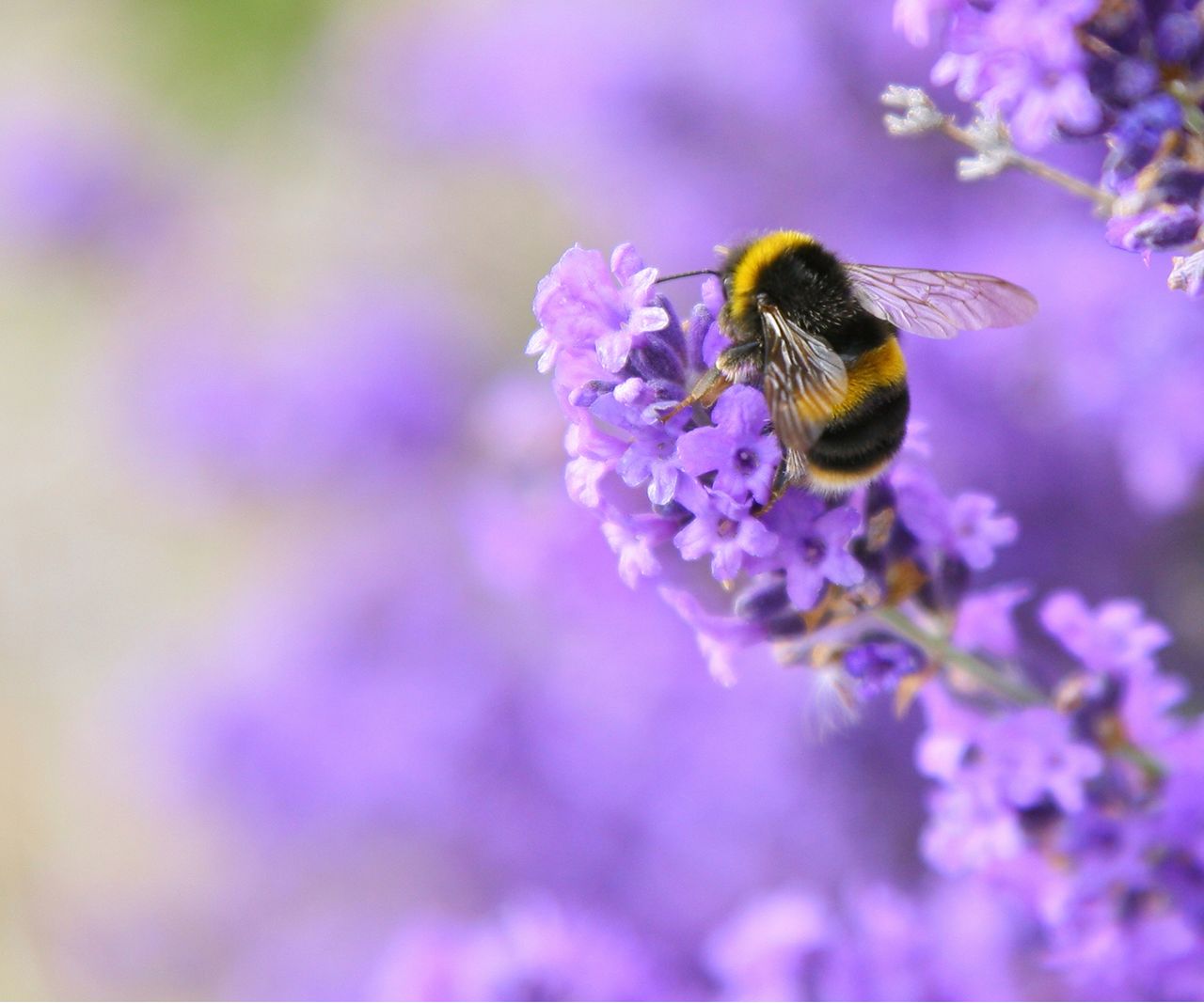 Best container plants for pollinators: 7 nectar-rich blooms | Homes and ...