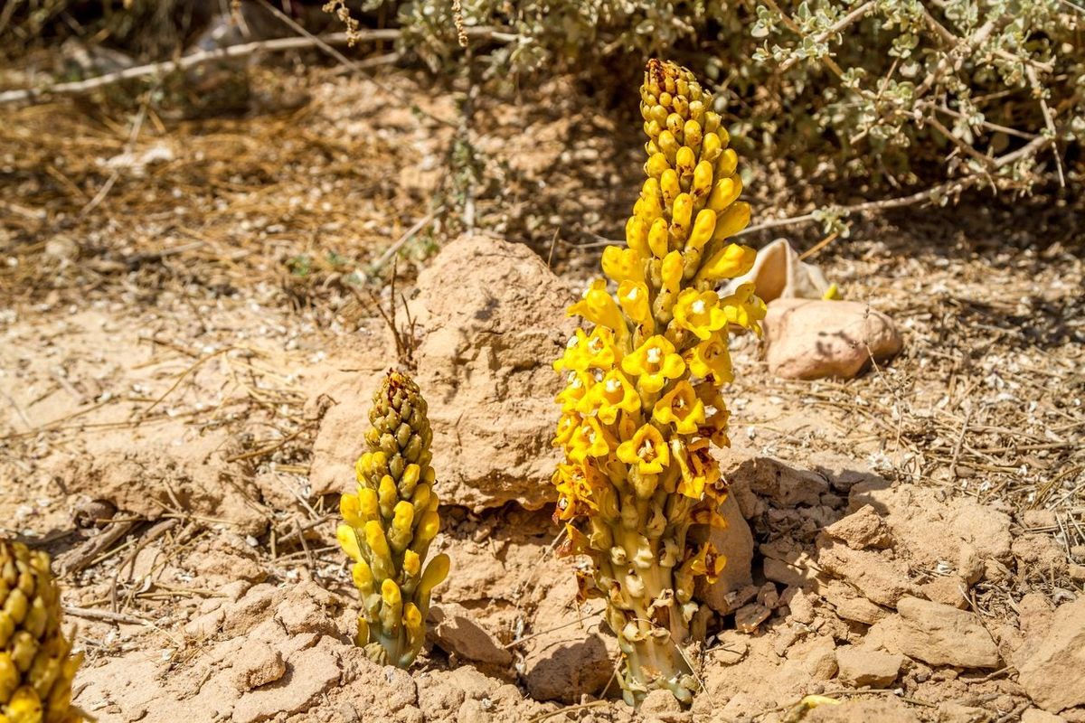 What Is Desert Hyacinth: Information On Desert Hyacinth Growing ...