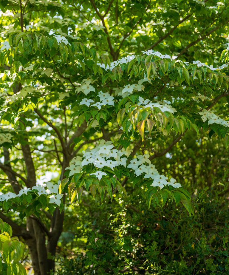 Best trees for small gardens: 11 top picks for less-than-large plots ...