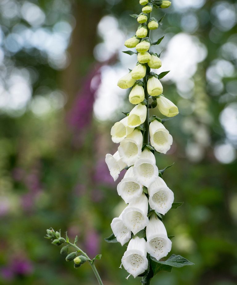 Best slug-repellent plants: 14 slug-proof planting choices | Gardeningetc
