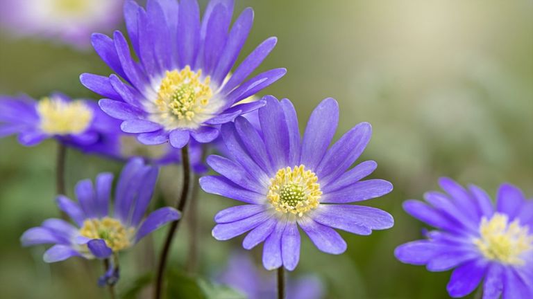 Grecian Windflower Information: Tips For Grecian Windflower Care ...