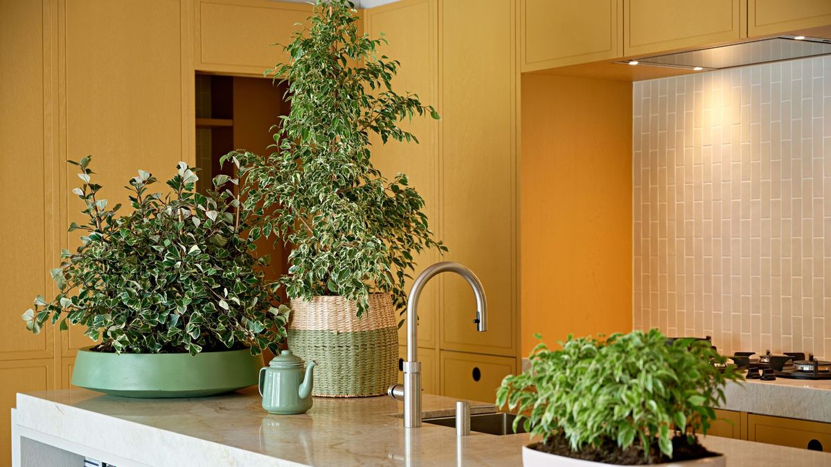 10 Types of Ficus That Will Look Amazing in Your Home | Livingetc